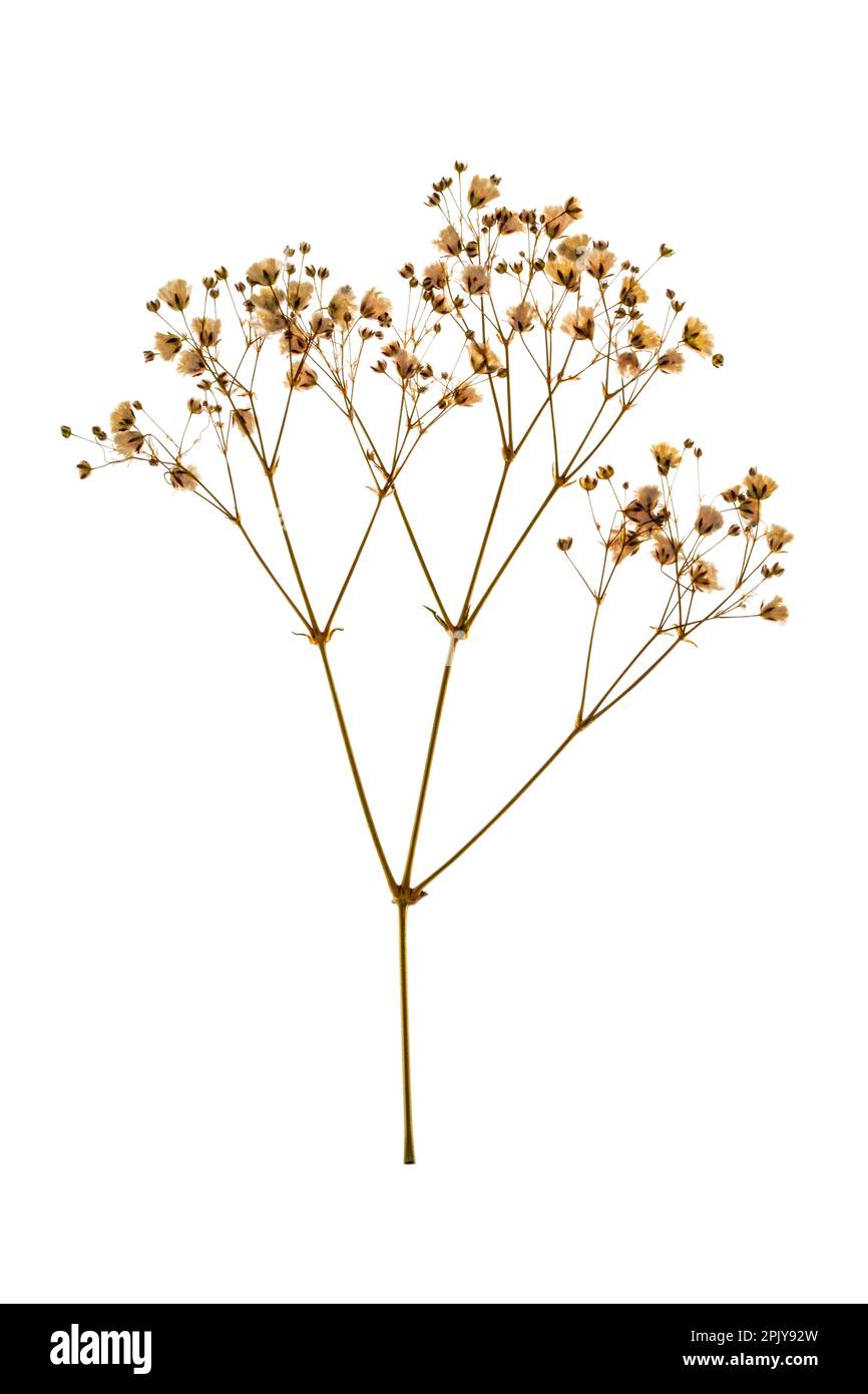 A sprig of a dried herbarium plant on a white background Stock Photo ...