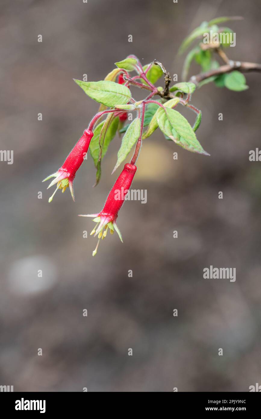 Flowers of Lobelia laxiflora in Chiapas state, Mexico Stock Photo - Alamy