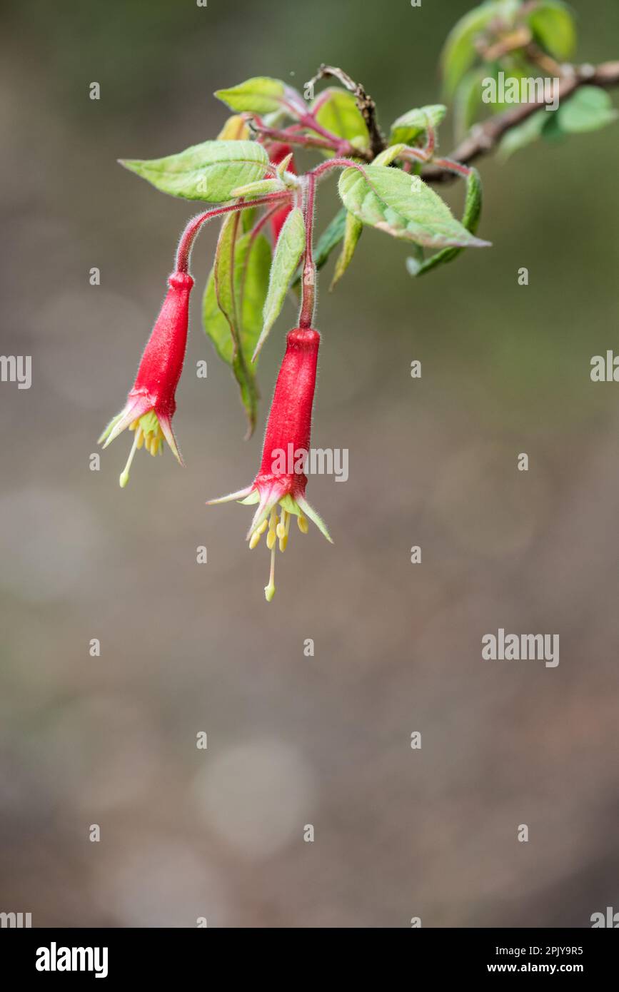 Flowers of Lobelia laxiflora in Chiapas state, Mexico Stock Photo - Alamy