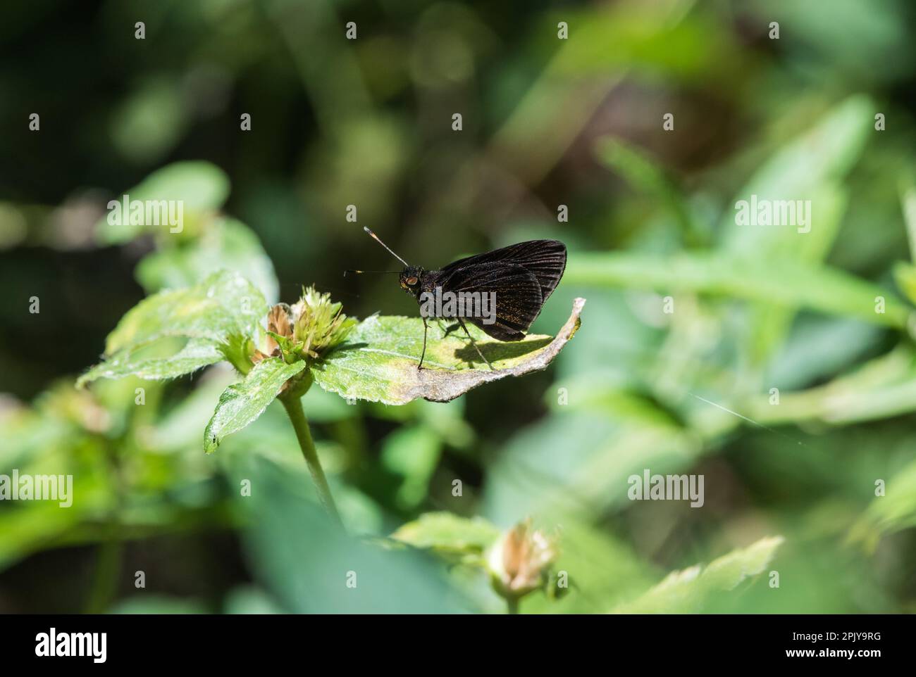 Palenque chiapas insect hi-res stock photography and images - Alamy