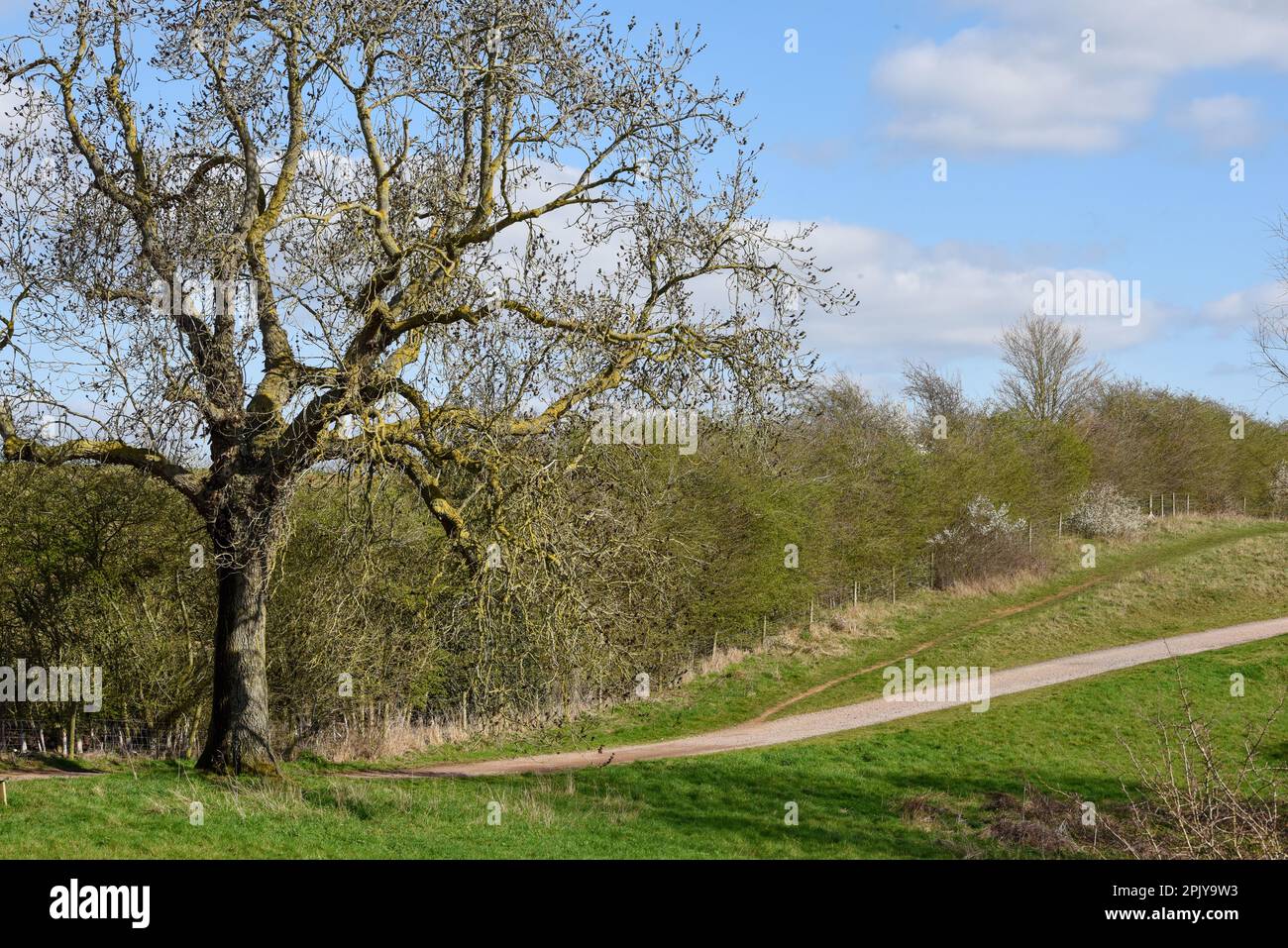 Footpath winding trough a forest walking route with a river on the ...