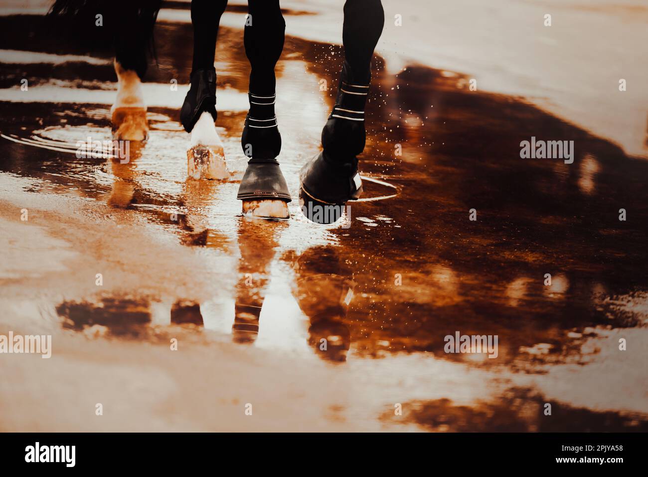 A black horse walks through a puddle, stepping hooves on the water ...
