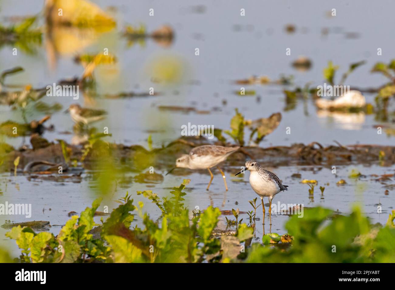 Female sandpiper hi-res stock photography and images - Alamy