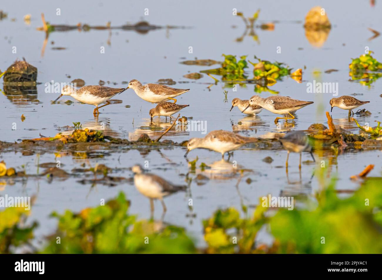 A Marsh Sandpiper and little Stint in wet land Stock Photo - Alamy