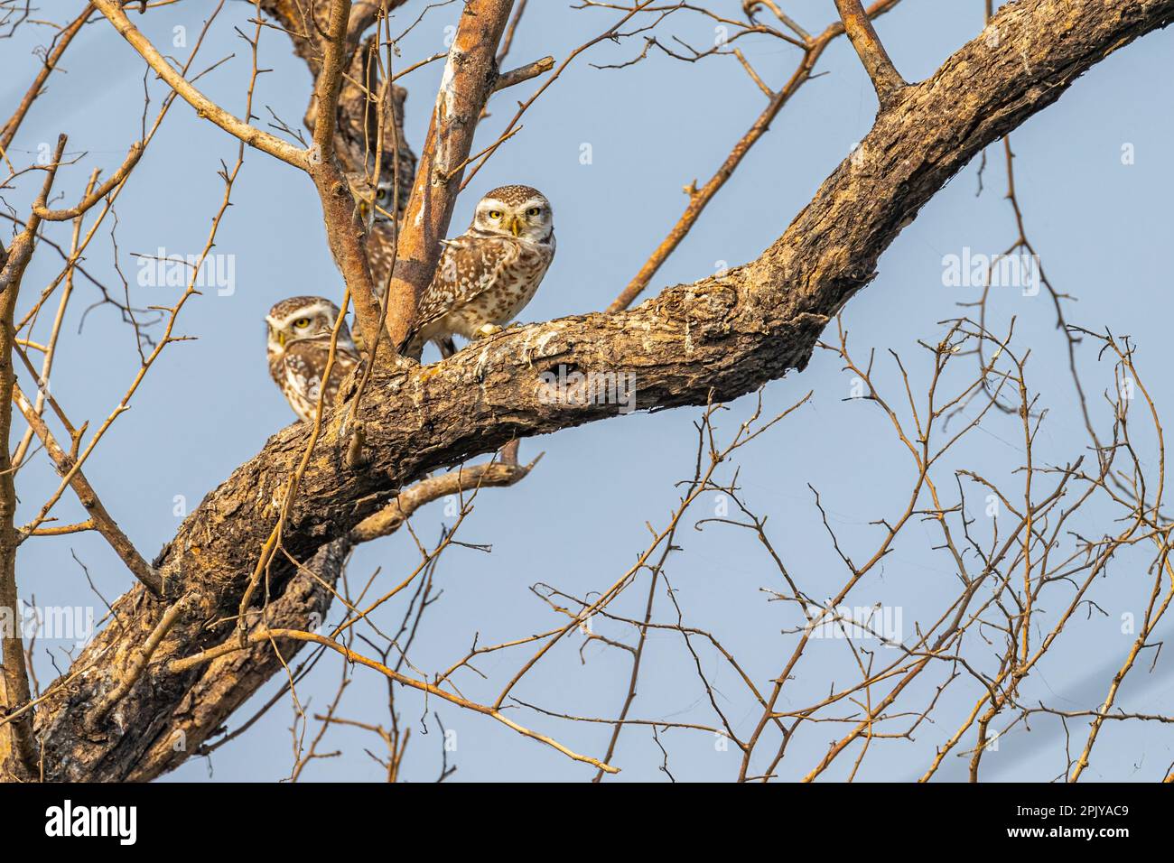 Owl camouflage hi-res stock photography and images - Alamy
