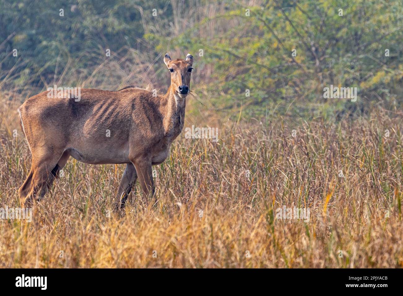 A Neelgai in a forest Stock Photo - Alamy