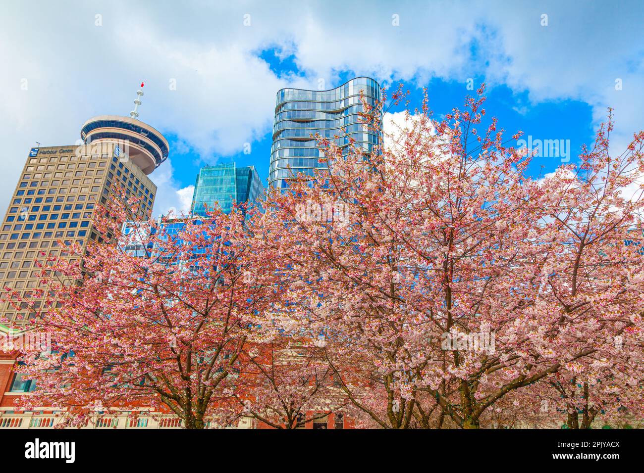Cherry blossoms by Waterfront Station in Vancouver British Columbia ...