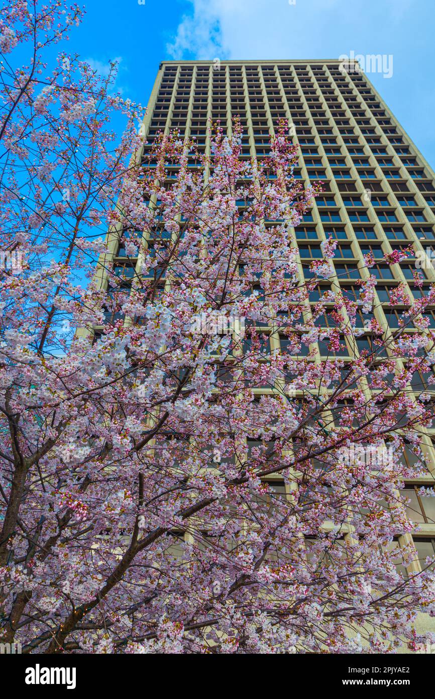 Cherry blossoms by Waterfront Station in Vancouver British Columbia ...
