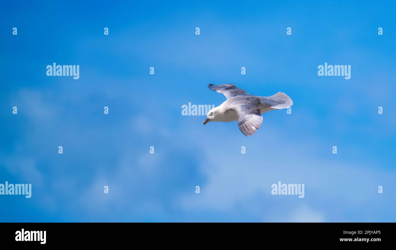 Northern fulmar flying in a blue sky Stock Photo - Alamy