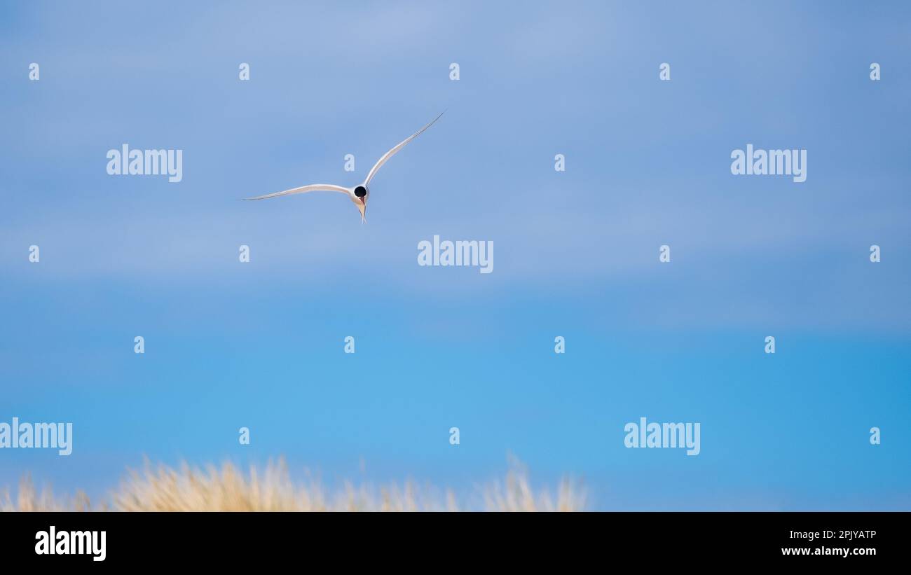 Tern hovering hi-res stock photography and images - Alamy