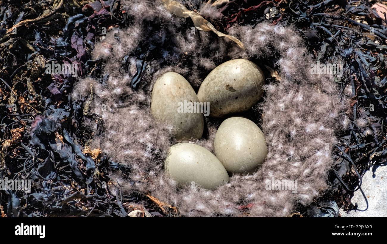 Eider duck nest with eggs among seaweed on a Highland coast Stock Photo ...