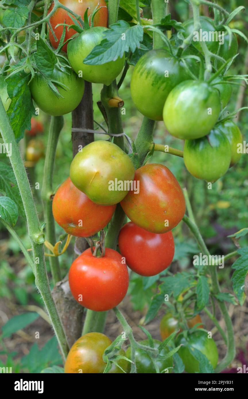 Tomatoes are grown in open organic soil Stock Photo - Alamy