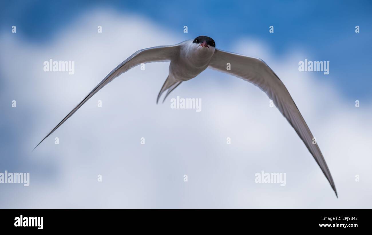 Arctic tern flying looking straight at the viewer and with a blue sky ...