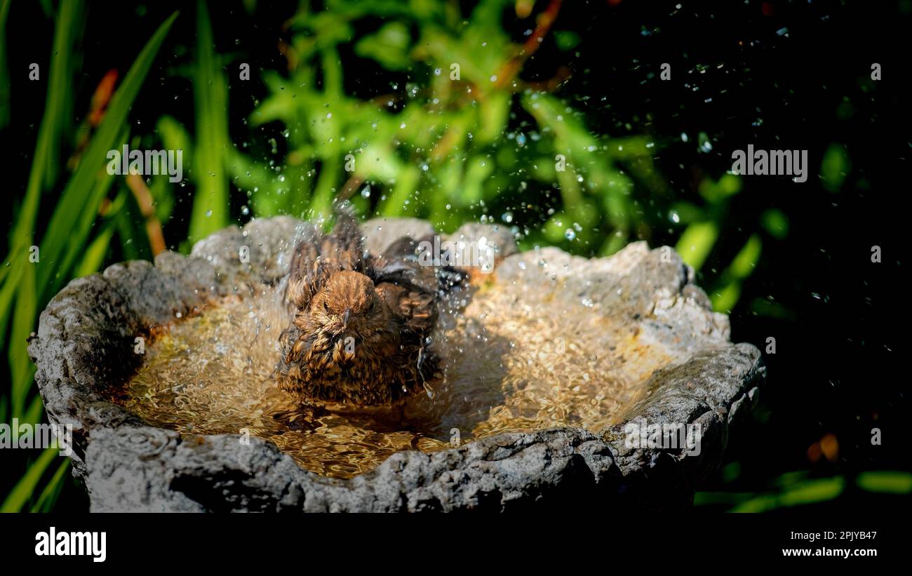 Blackbird fledgling enjoying a bath in a bird bath on a sunny summers ...