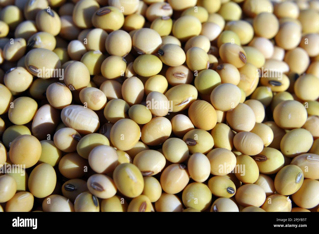 Dry peeled grain of ripe soybeans close up Stock Photo - Alamy