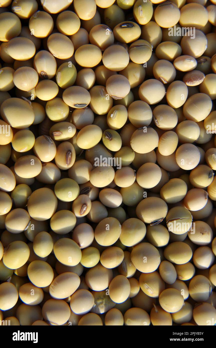 Dry peeled grain of ripe soybeans close up Stock Photo - Alamy