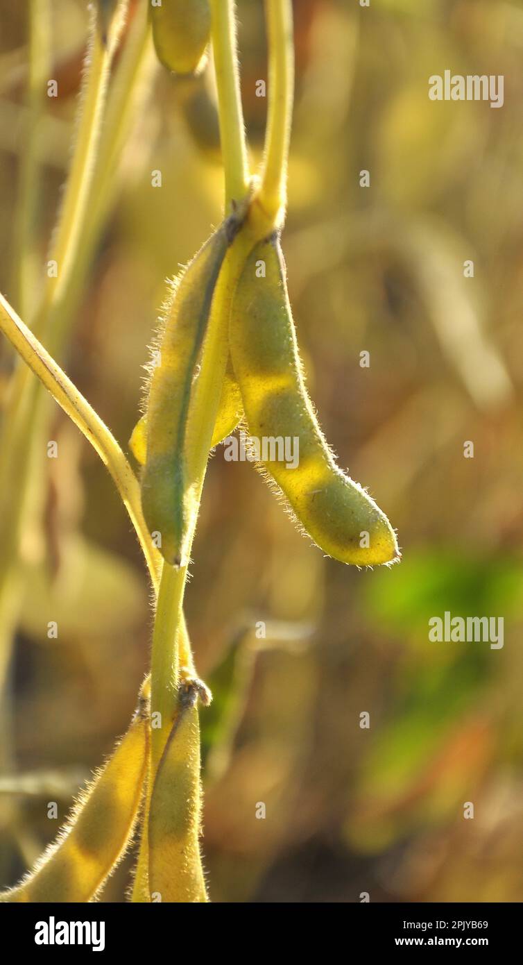 On a farm field on a plant soy pods ripen Stock Photo - Alamy