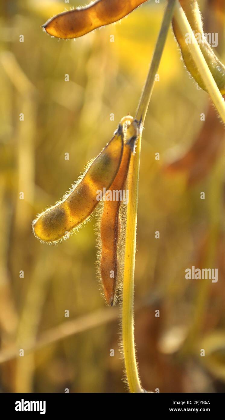 On a farm field on a plant soy pods ripen Stock Photo - Alamy