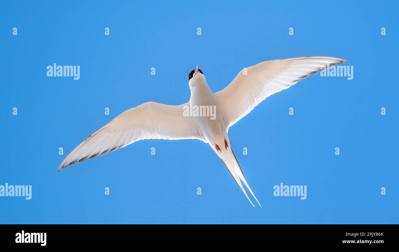 Arctic tern close up flying in a blue sky with his wings outstretched ...