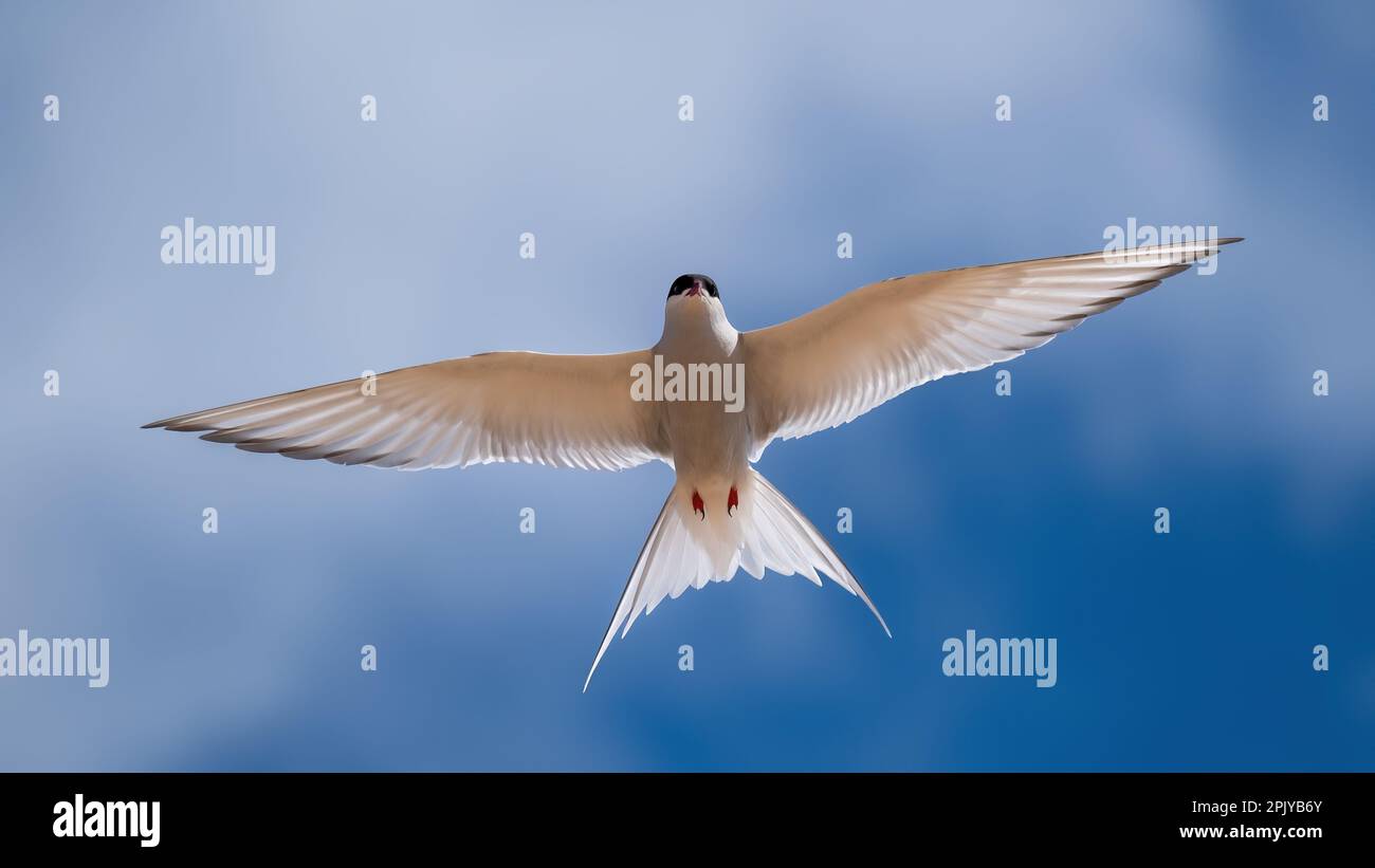 Arctic tern close up flying in a blue sky with clouds with his wings ...
