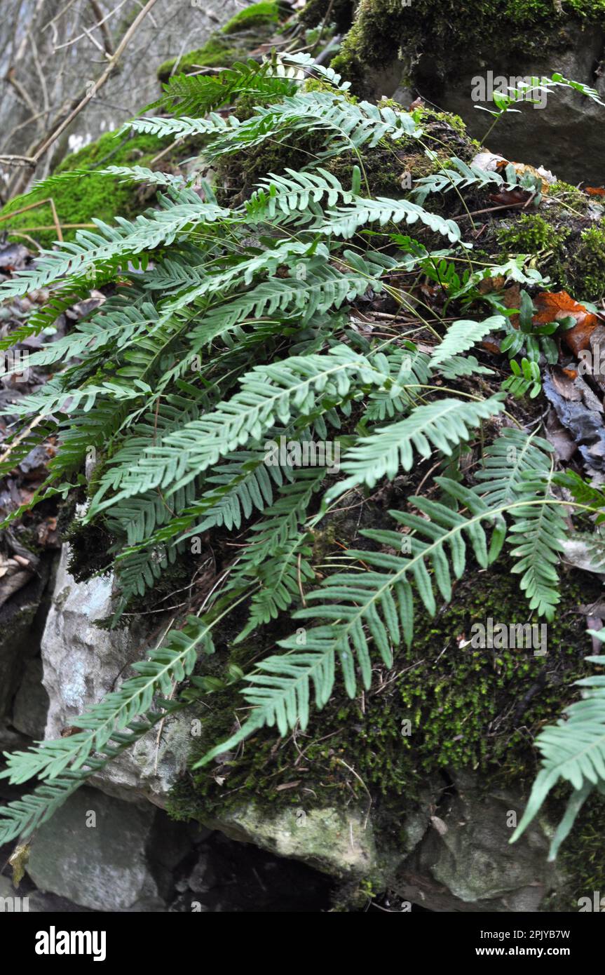 Fern Polypodium vulgare grows in the wild on a rock in the woods Stock ...