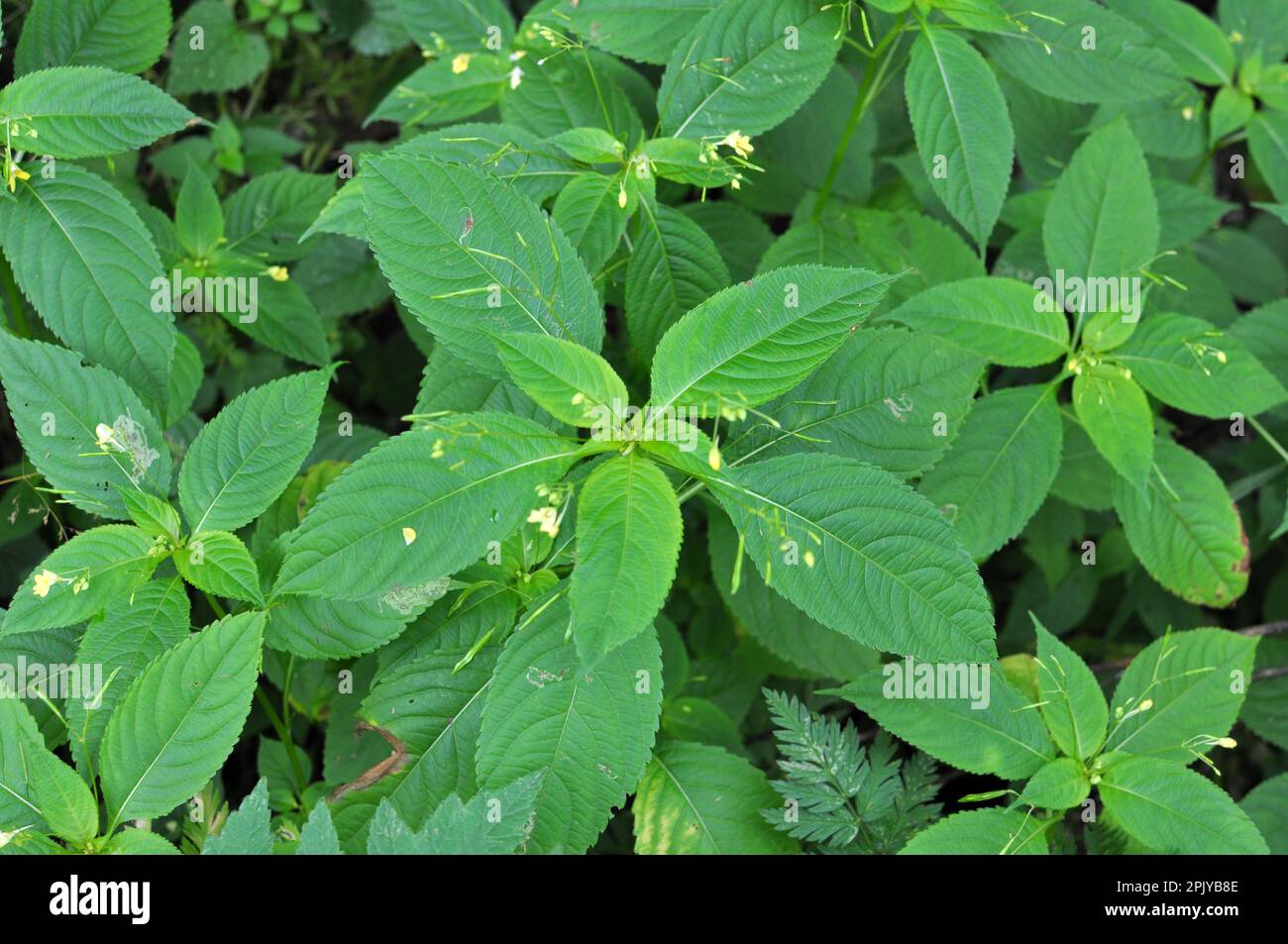 In summer, Impatiens parviflora grows in the wild Stock Photo - Alamy