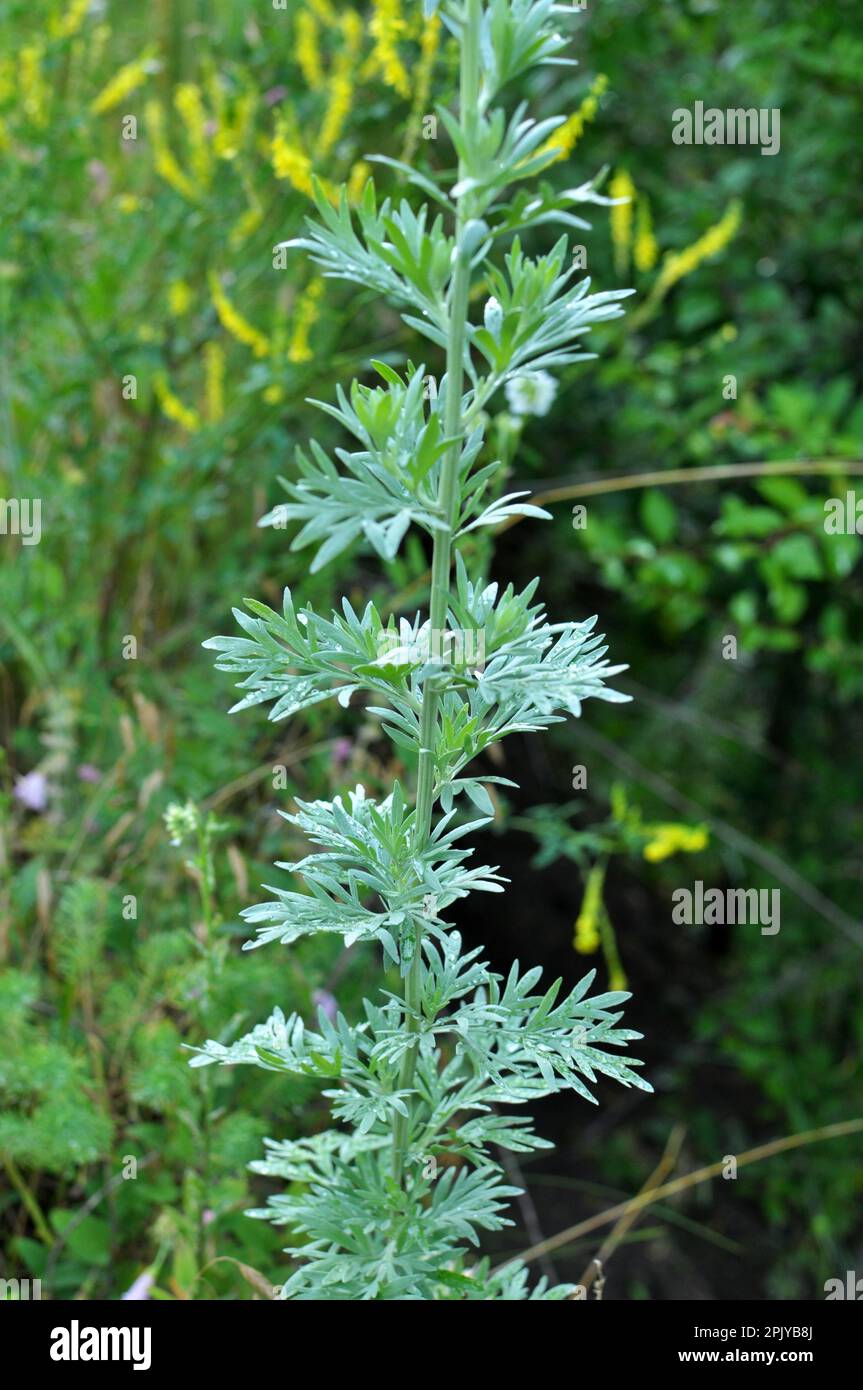 Bitter wormwood (Artemisia absinthium) bush grows in the wild Stock ...