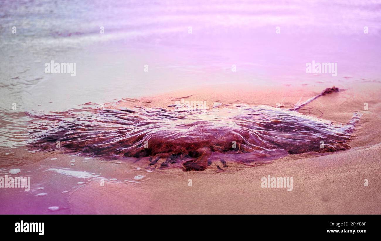 Large jellyfish washed up by the tide and stranded on a beach Stock ...