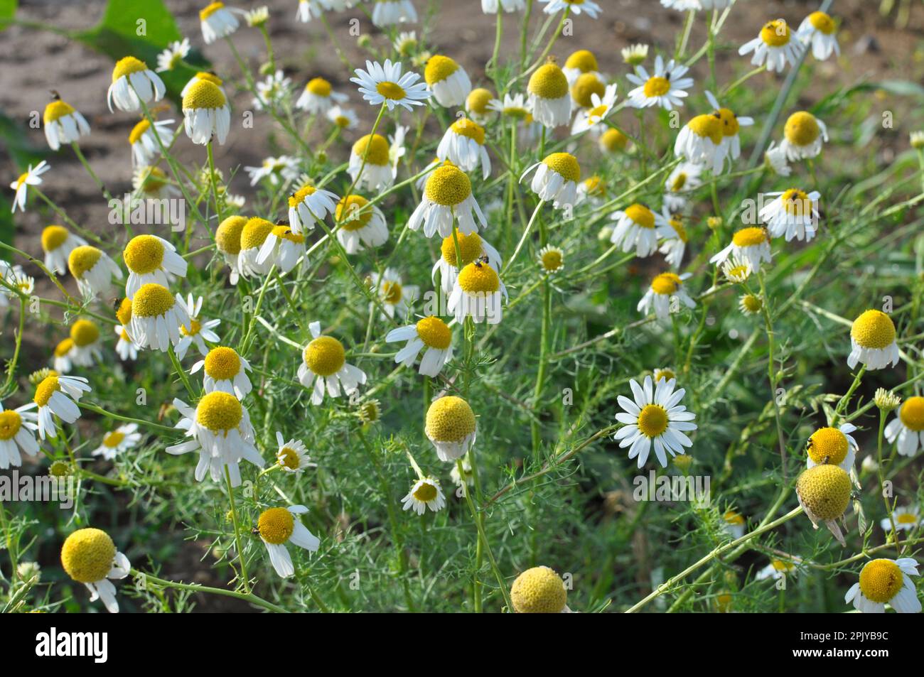 Unscented Chamomile Tripleurospermum Maritimum Grows In The Wild