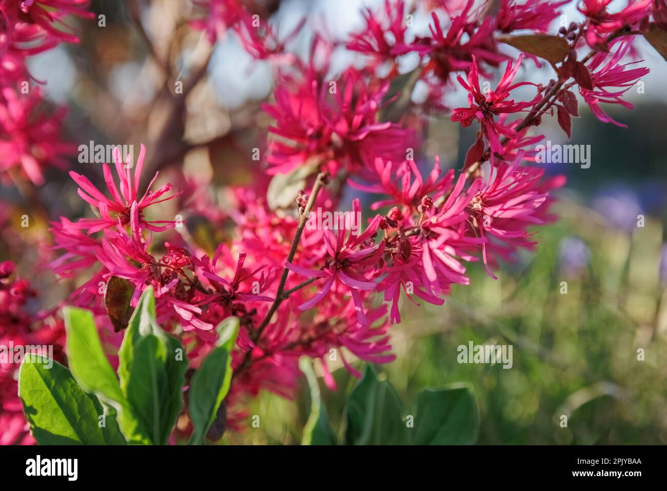 Red loropetalum hi-res stock photography and images - Alamy