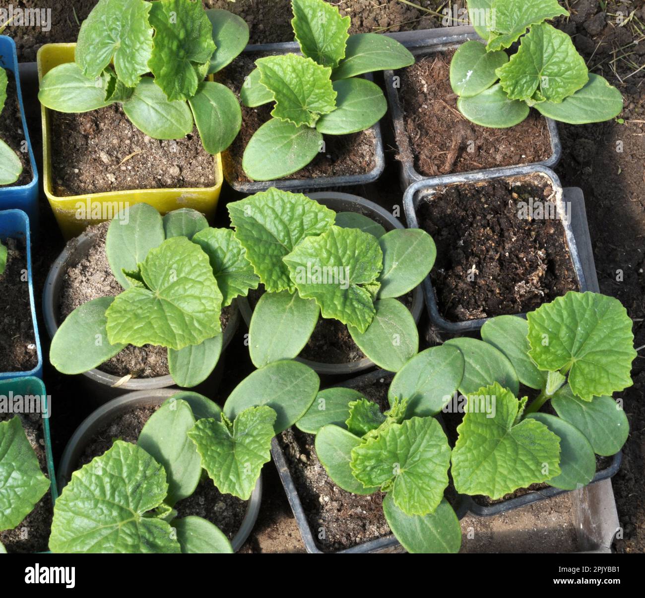 Growing seedlings of cucumbers in plastic pots with organic soil Stock ...