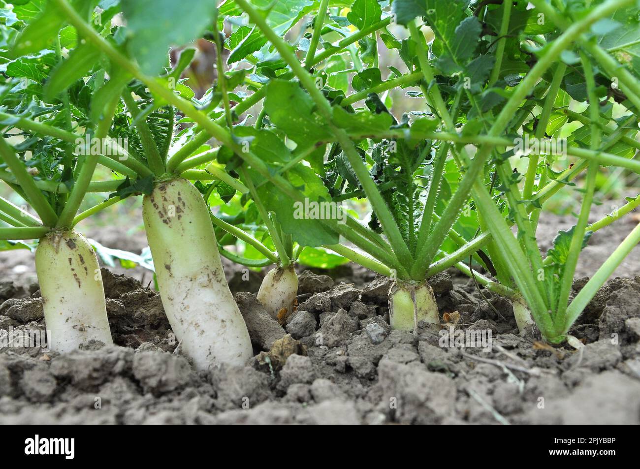 Vegetable culture Daikon radish grows in organic open ground Stock ...