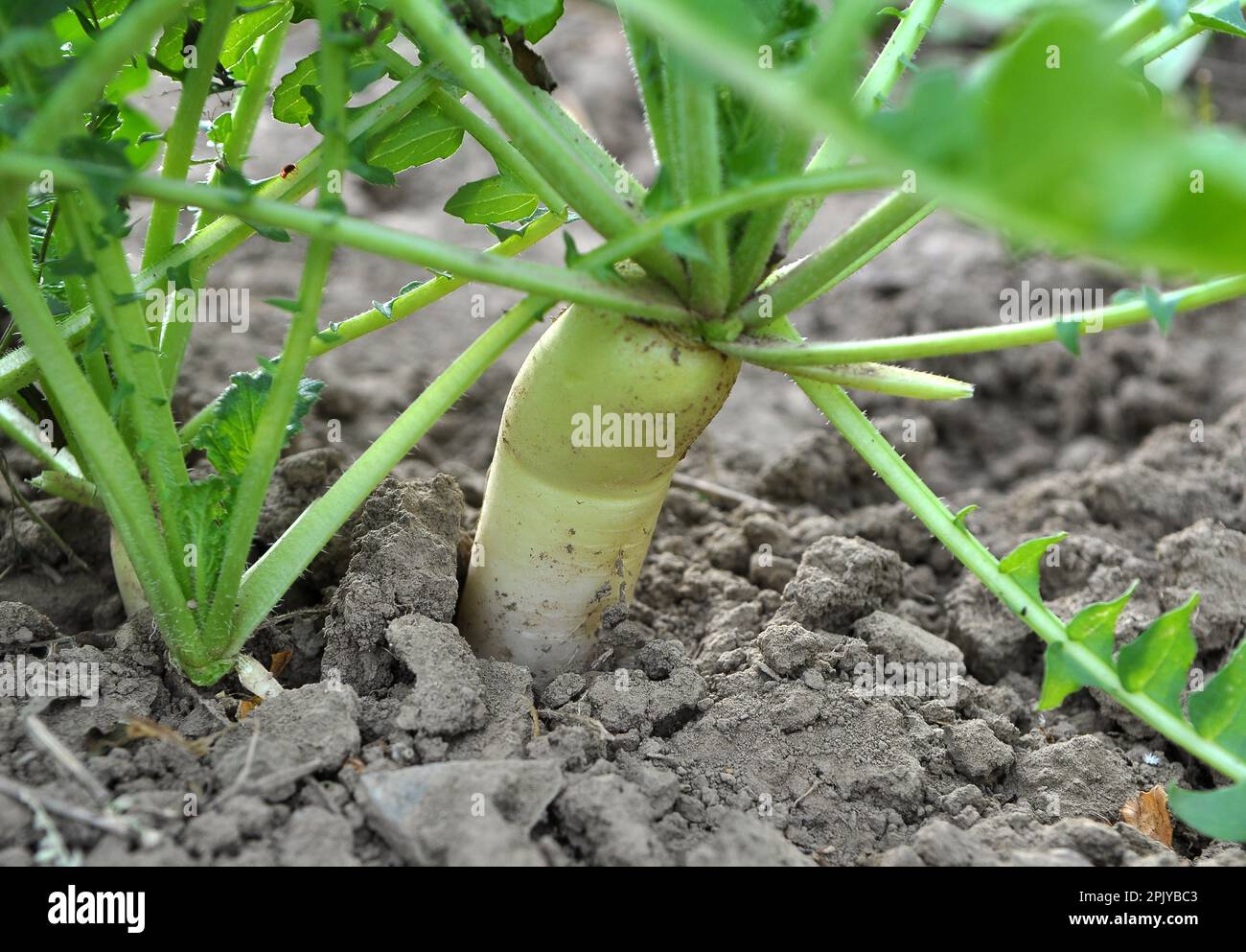 Vegetable culture Daikon radish grows in organic open ground Stock ...