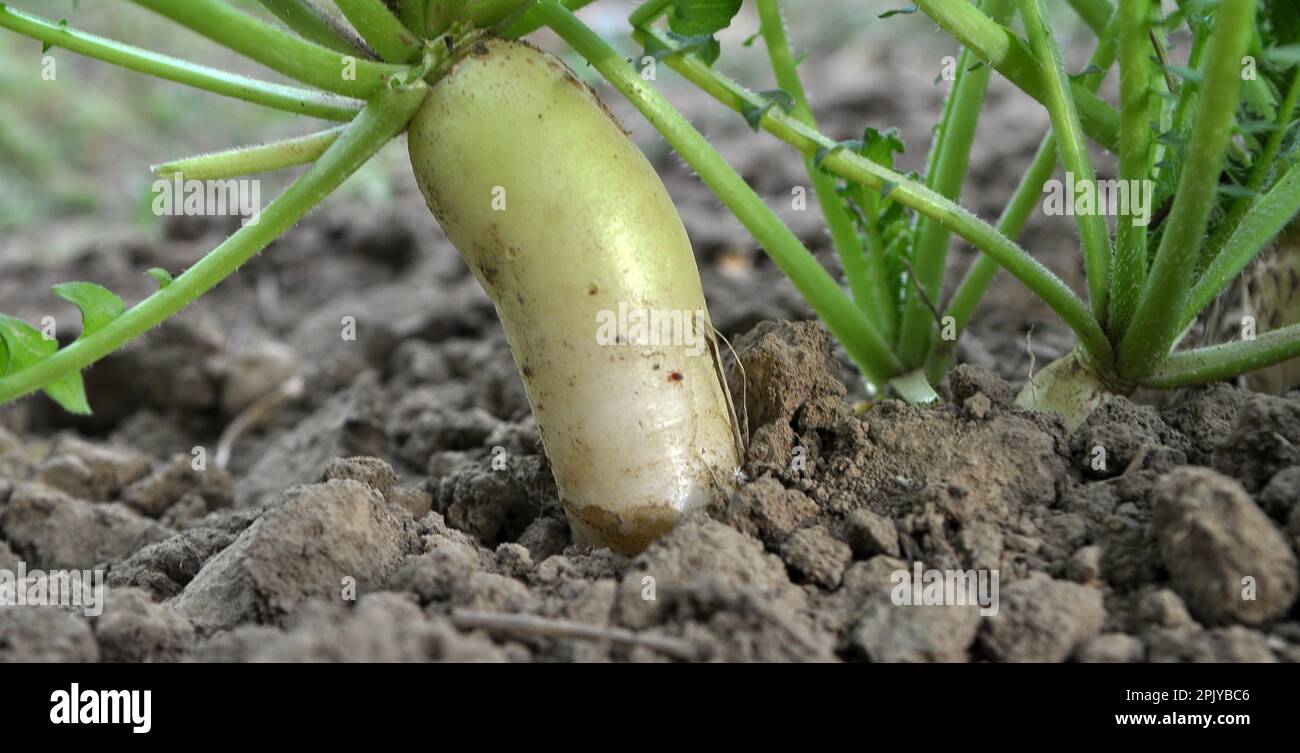 Vegetable culture Daikon radish grows in organic open ground Stock ...