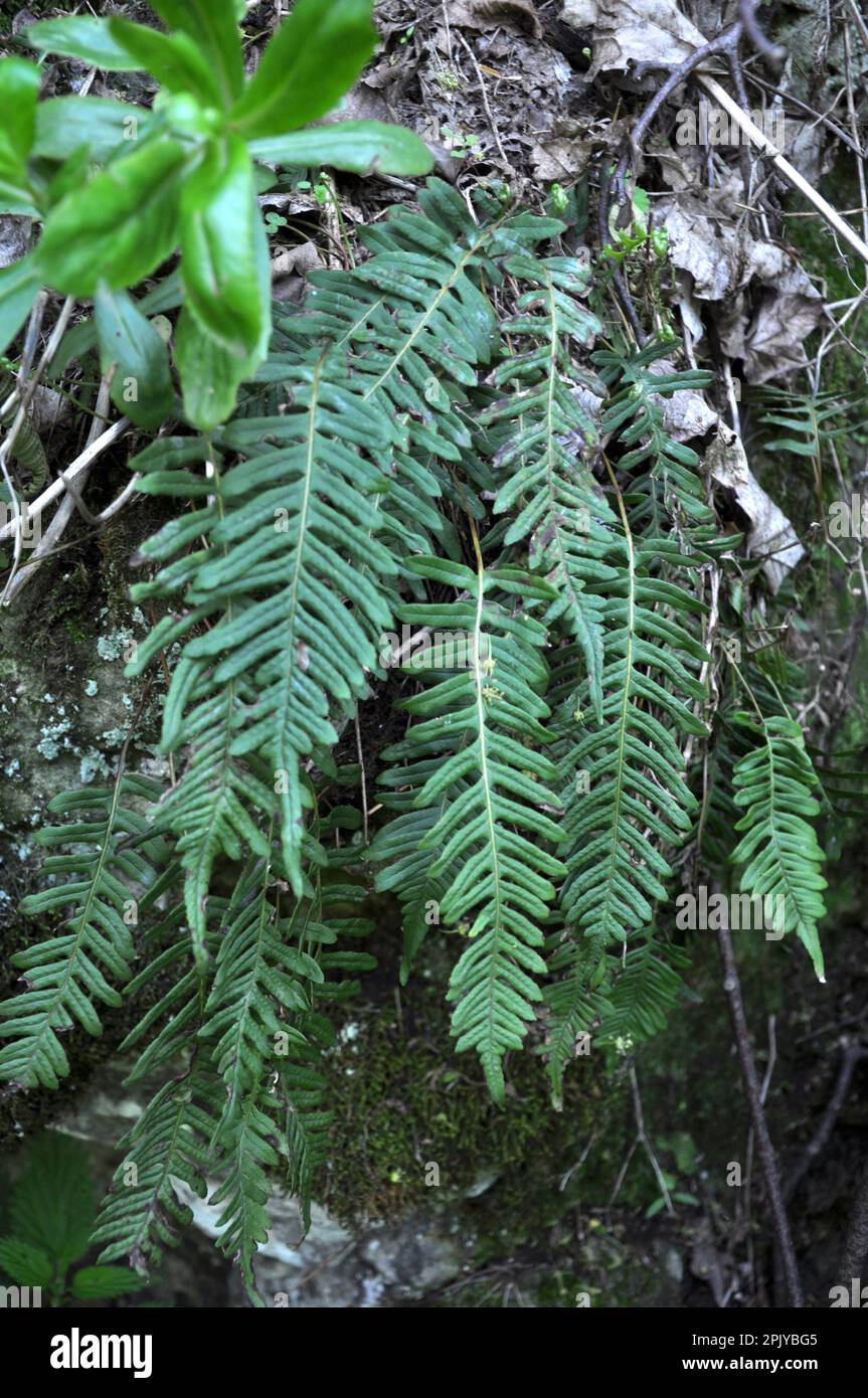 Fern Polypodium vulgare grows in the wild on a rock in the woods Stock ...