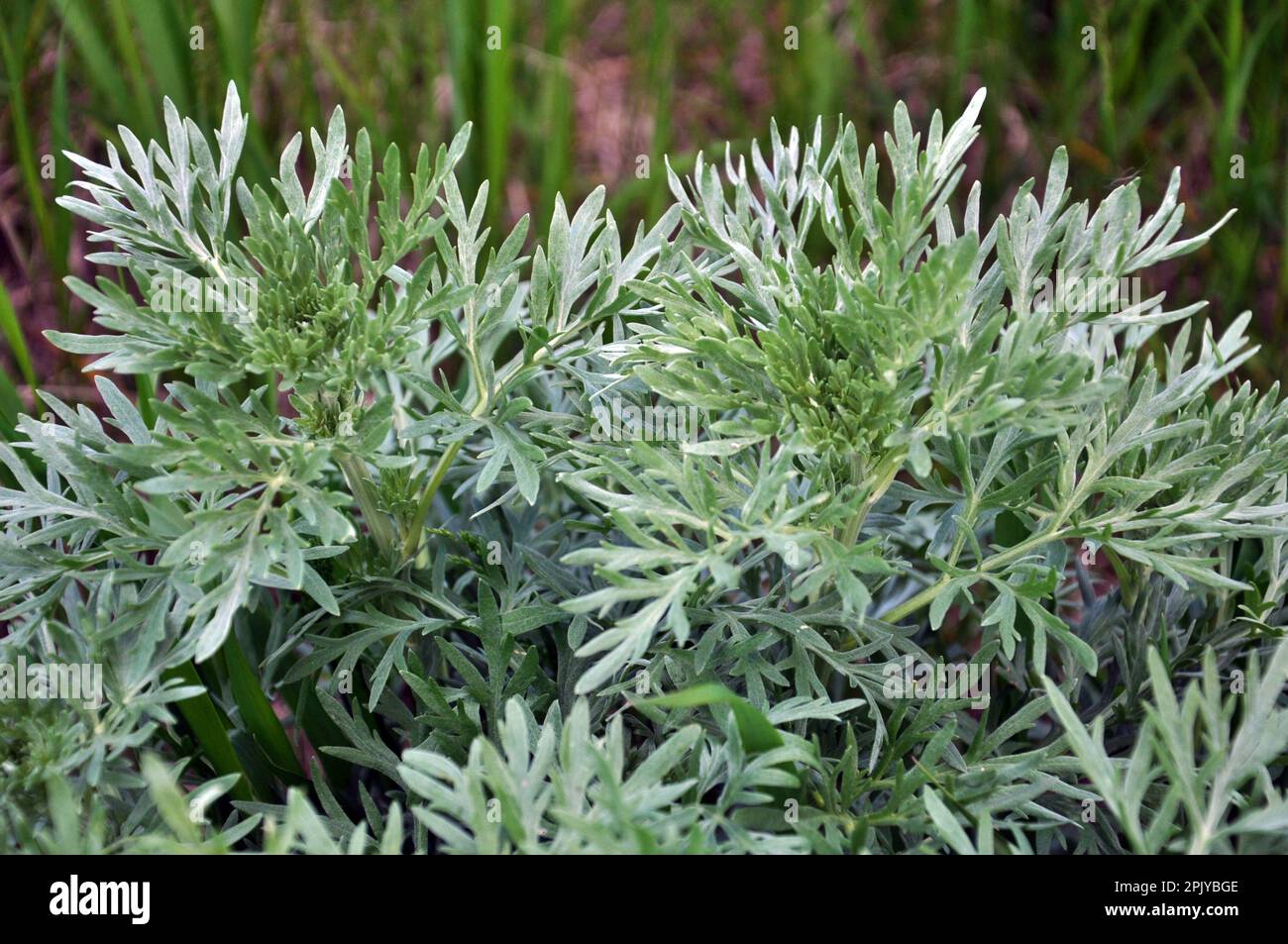 Bitter wormwood (Artemisia absinthium) bush grows in the wild Stock ...