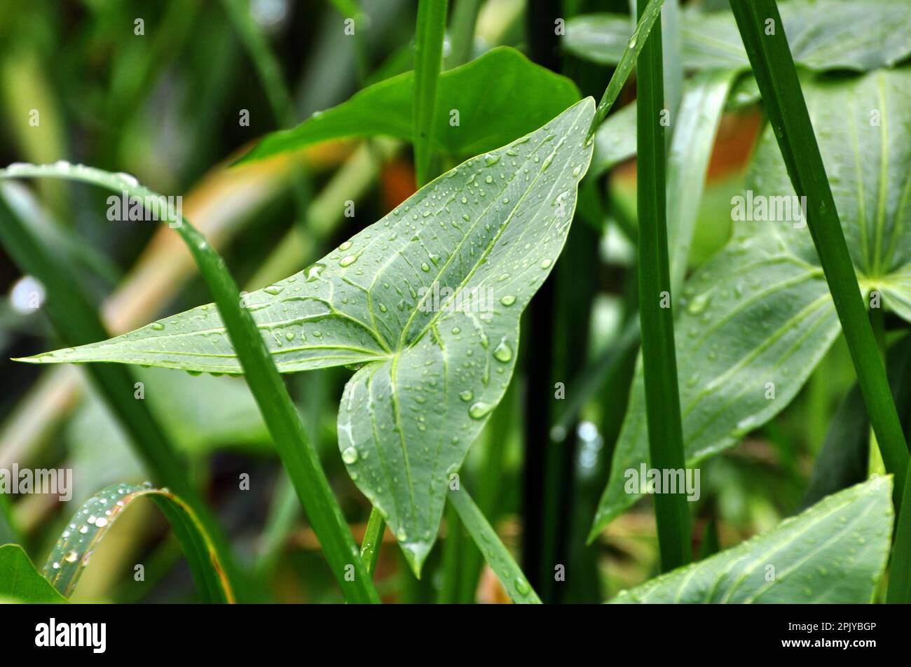 The wild aquatic plant Sagittaria sagittifolia grows in slow-flowing ...