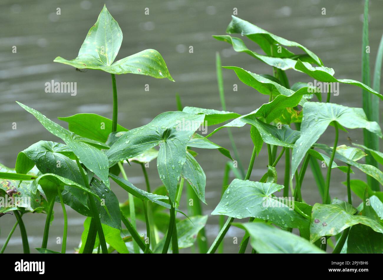 The wild aquatic plant Sagittaria sagittifolia grows in slow-flowing ...