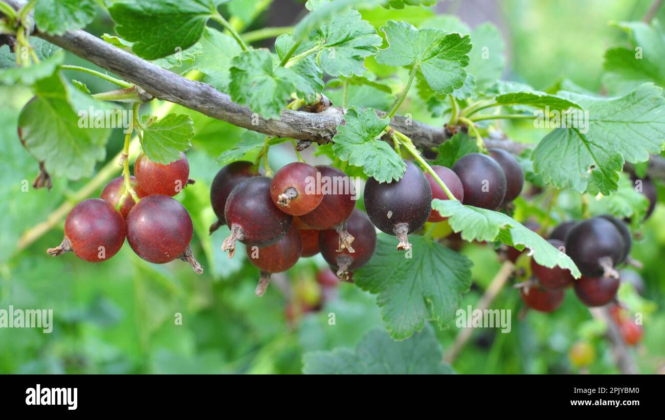 In summer, on the branch of the bush ripen berries yoshty Stock Photo ...
