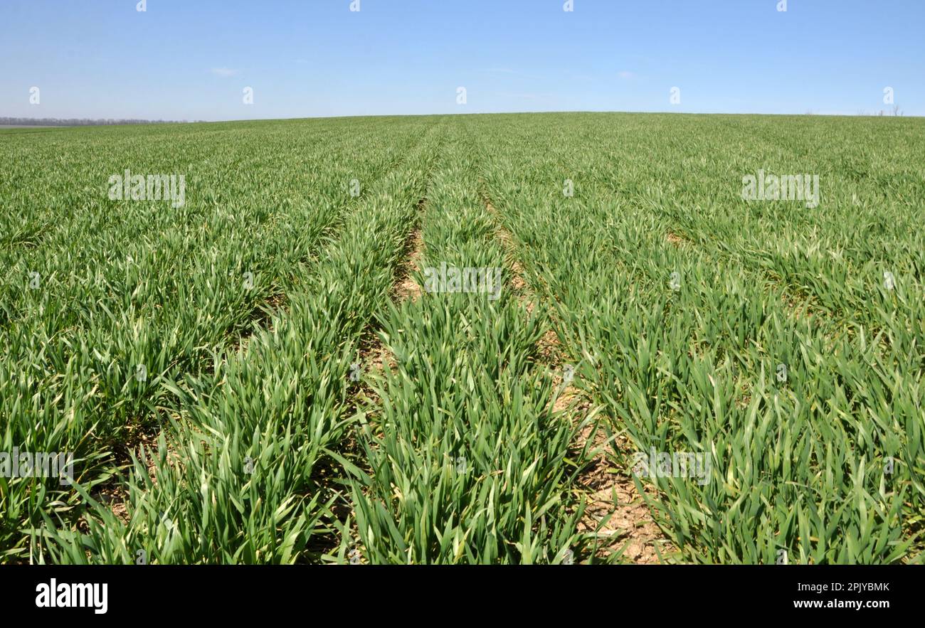 Sowing weeds hi-res stock photography and images - Alamy