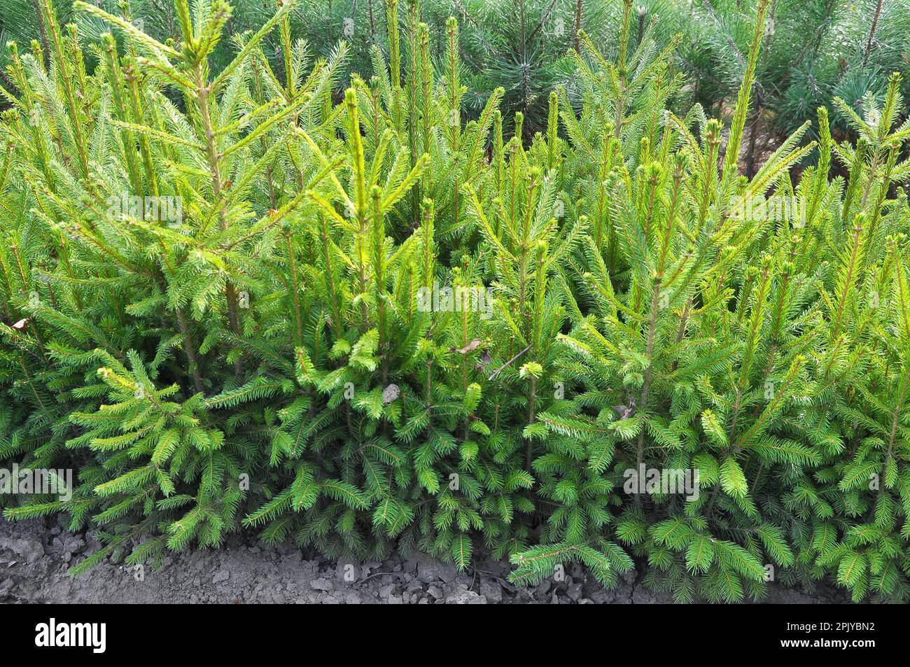 Nursery in which forest trees are grown from seed Stock Photo - Alamy