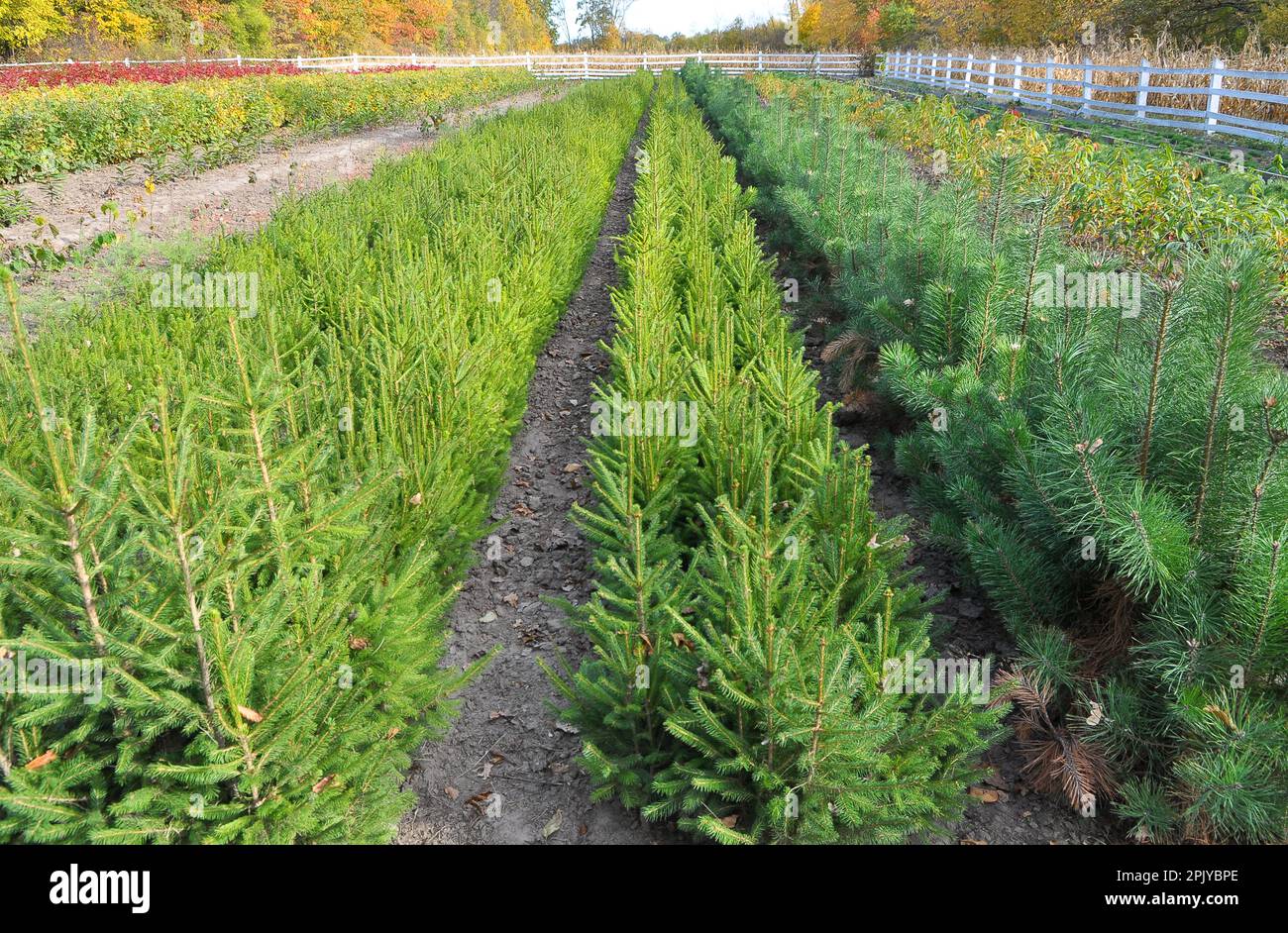 Nursery in which forest trees are grown from seed Stock Photo - Alamy