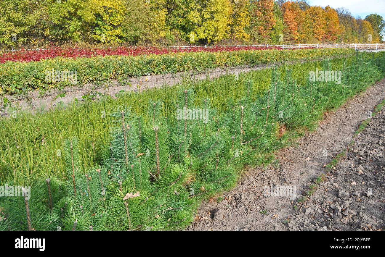 Nursery in which forest trees are grown from seed Stock Photo - Alamy