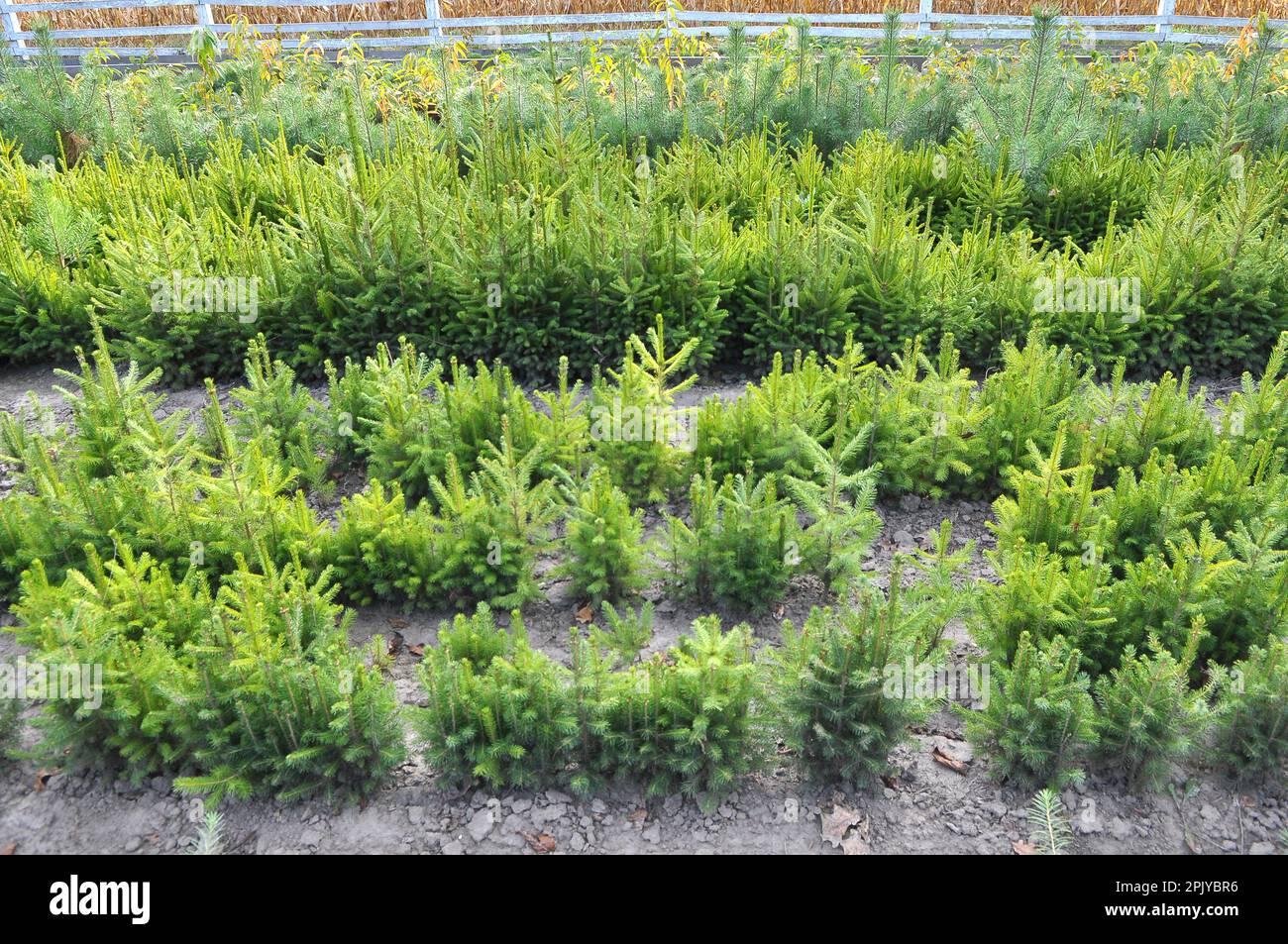 Nursery in which forest trees are grown from seed Stock Photo - Alamy