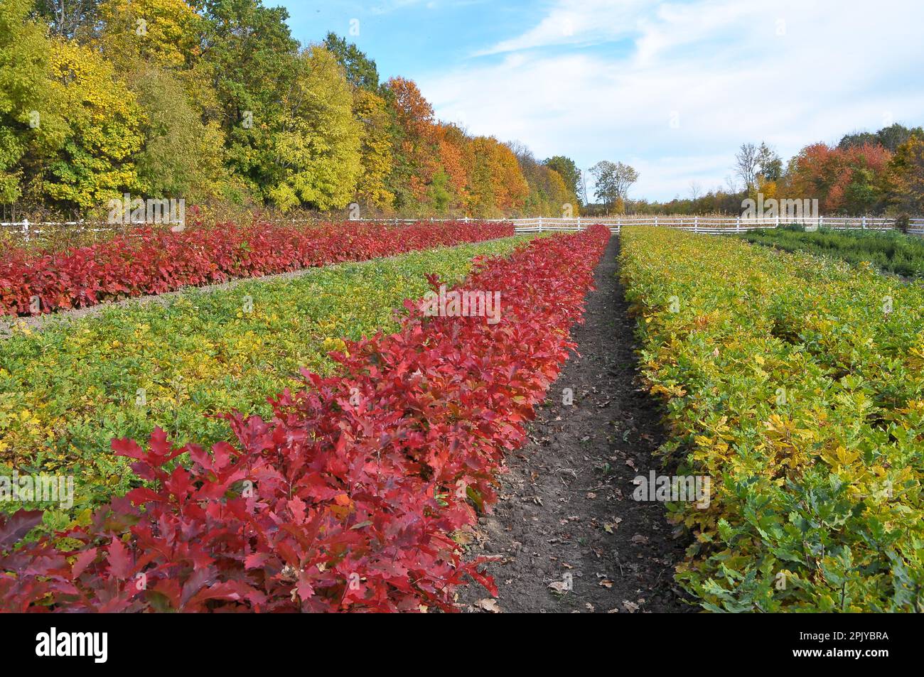 Nursery in which forest trees are grown from seed Stock Photo - Alamy