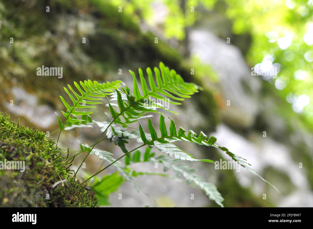 Fern Polypodium vulgare grows in the wild on a rock in the woods Stock ...