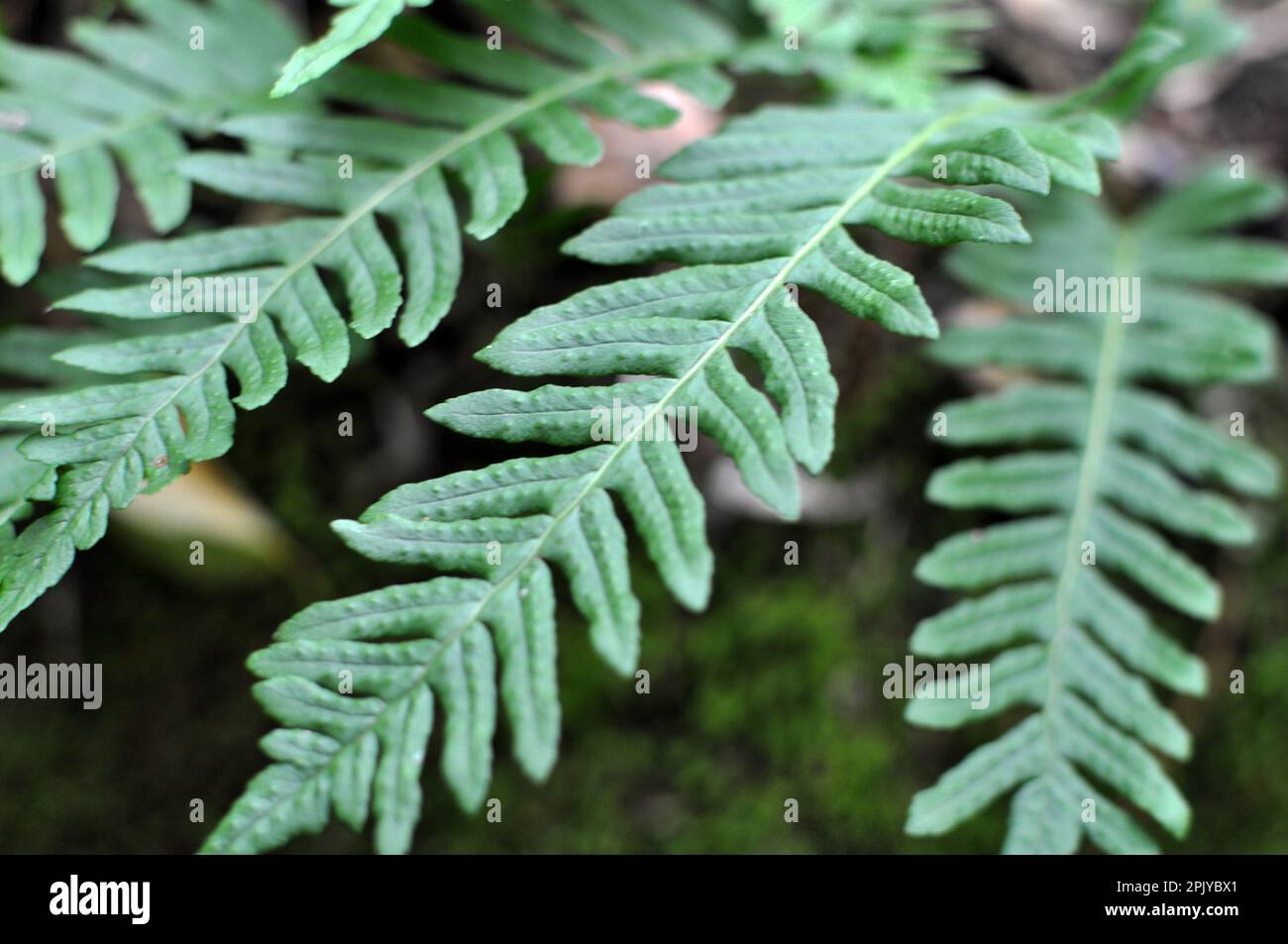 Fern Polypodium vulgare grows in the wild on a rock in the woods Stock ...