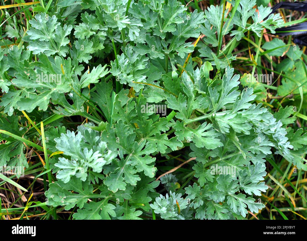 Bitter wormwood (Artemisia absinthium) bush grows in the wild Stock ...