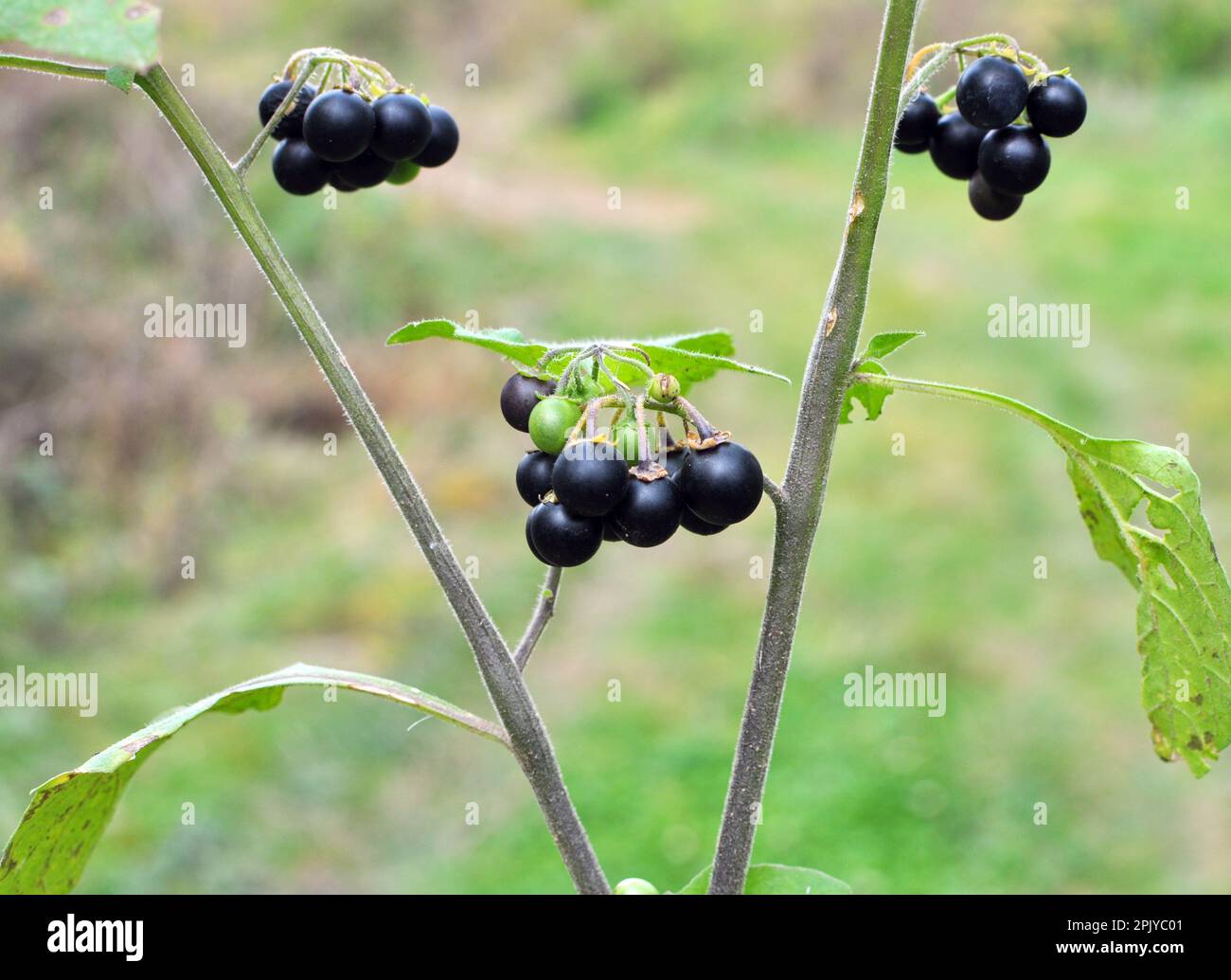 In nature grows plant with poisonous berries nightshade (Solanum nigrum ...