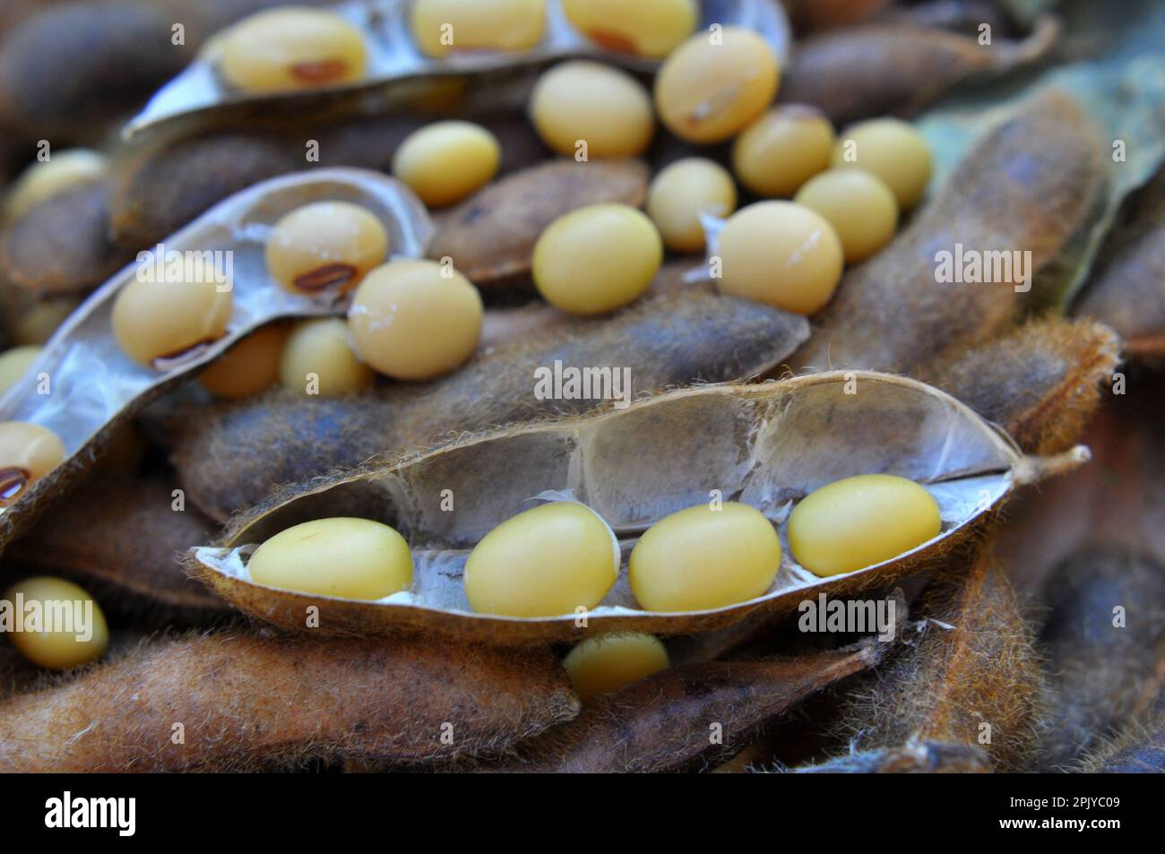 Soya bean pods hi-res stock photography and images - Alamy